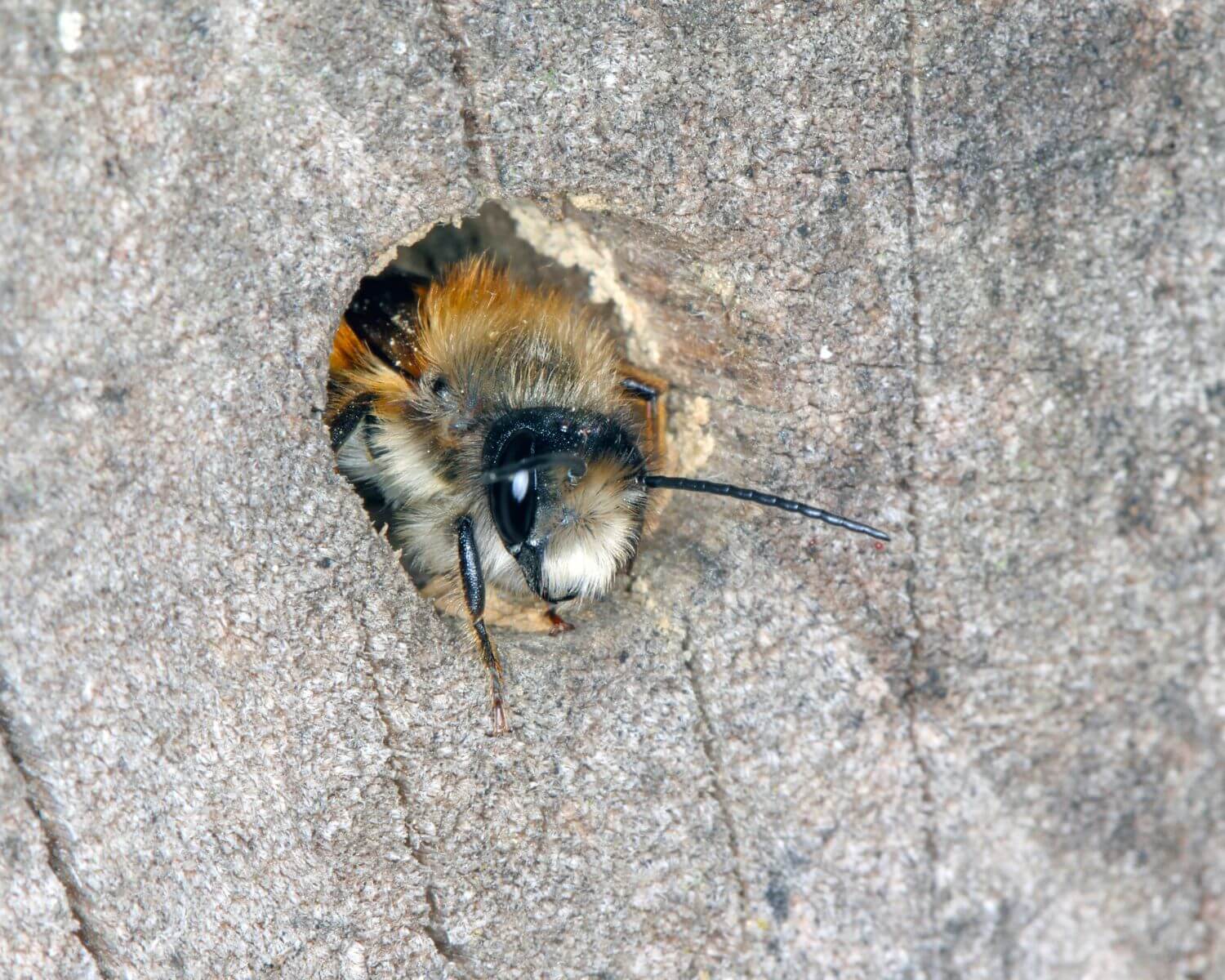 10 ways to keep carpenter bees away and protect your home - Grace ...