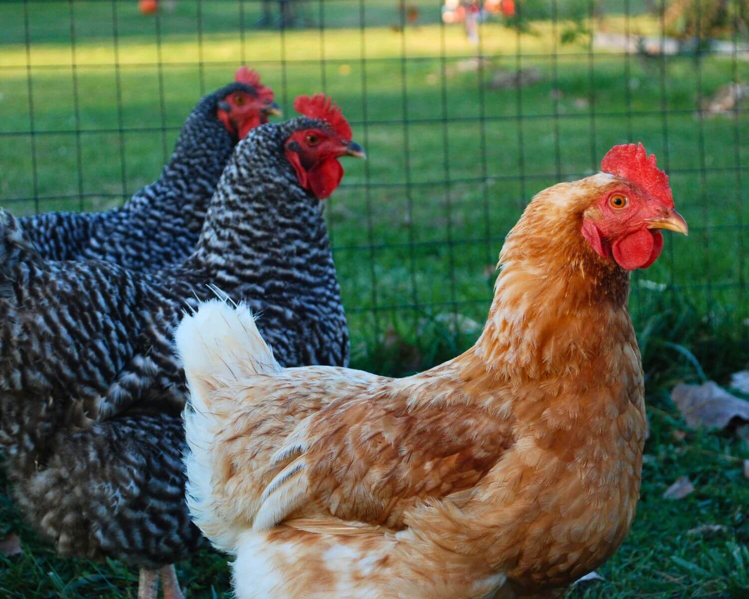 A Complete Beginner’s Guide to Raising Chickens for Eggs - Grace ...