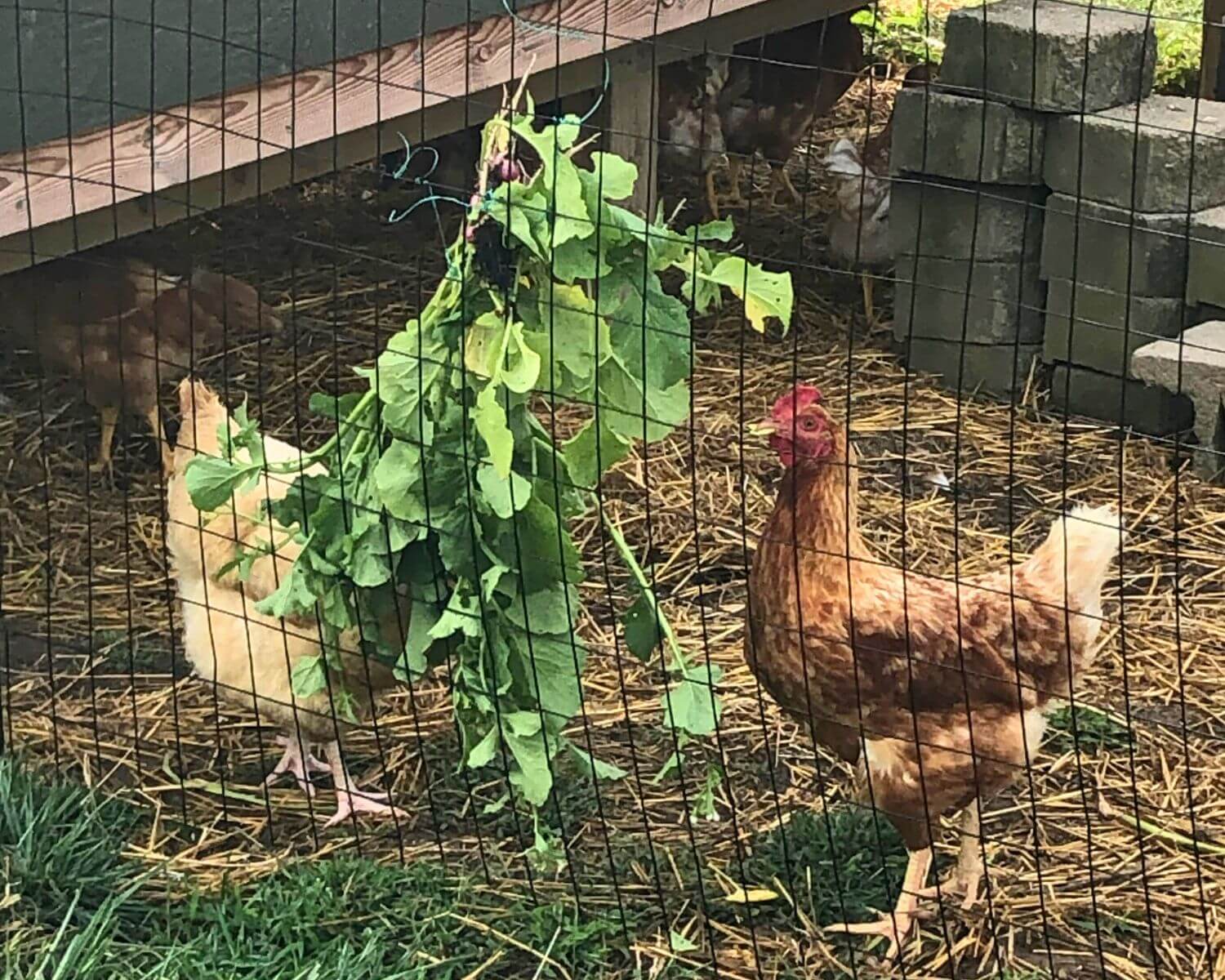 The Complete Guide on How and What to Feed Chickens - Grace Nourish Grow