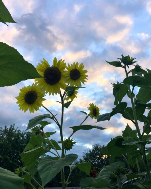 All You need to Know about Growing Sunflowers - Grace Nourish Grow