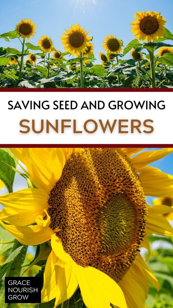 How to Harvest, Roast, and Save Sunflower Seeds (for Snacking or ...